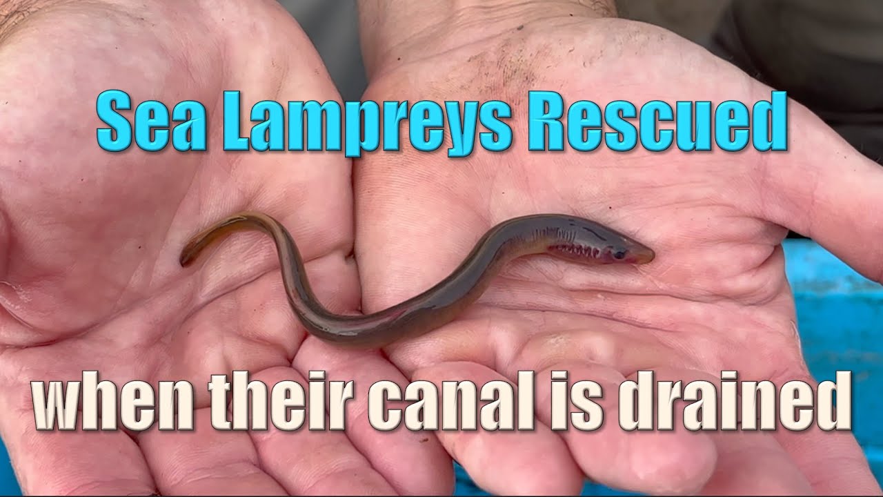 Sea lamprey rescue operation at Turner’s Falls (community science event ...
