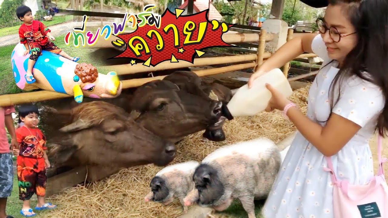 มินิมูร่าห์ฟาร์ม (Mini Murrah Farm) จ.ฉะเชิงเทรา - YouTube