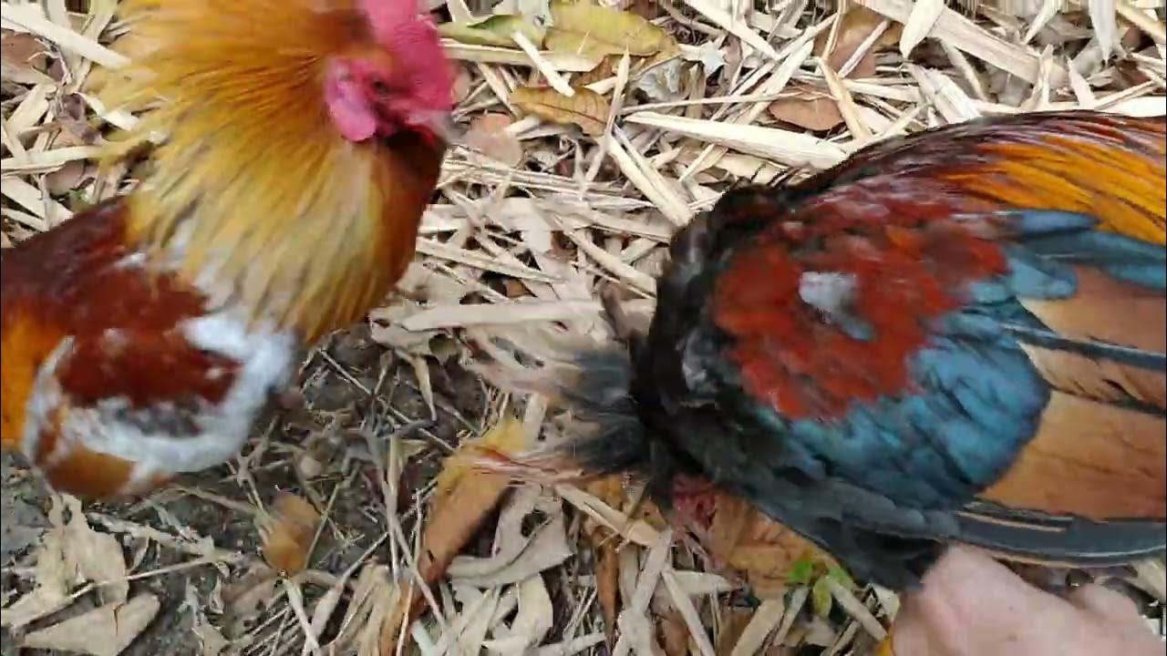 cuab qaib qus tuaj zoo tiag tiag - YouTube