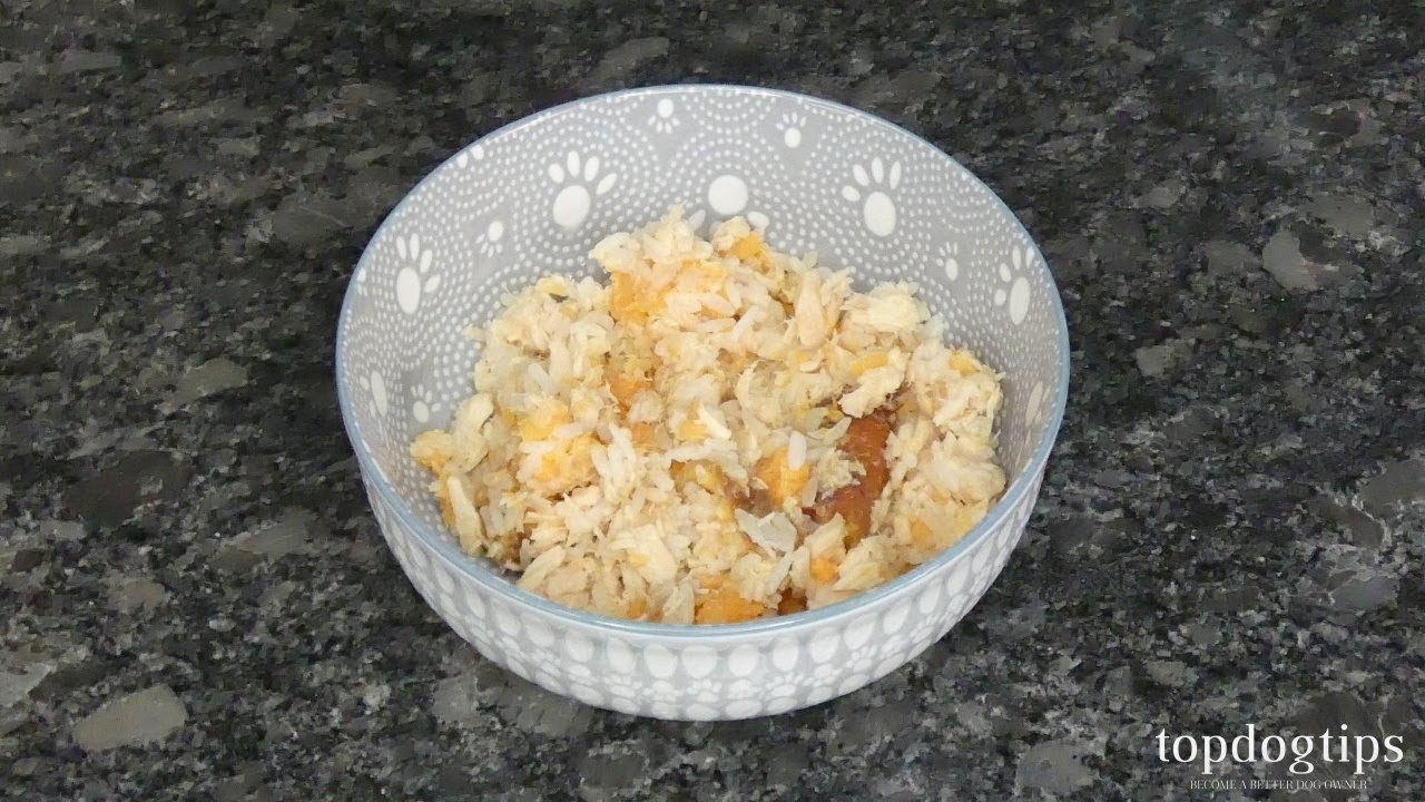 DIY Cat Food Recipe: Simple and Quick - YouTube