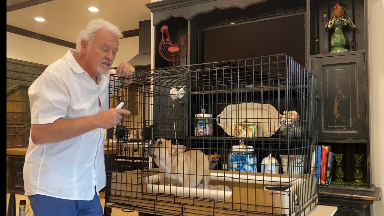 Secrets to successful whelp part1 - YouTube