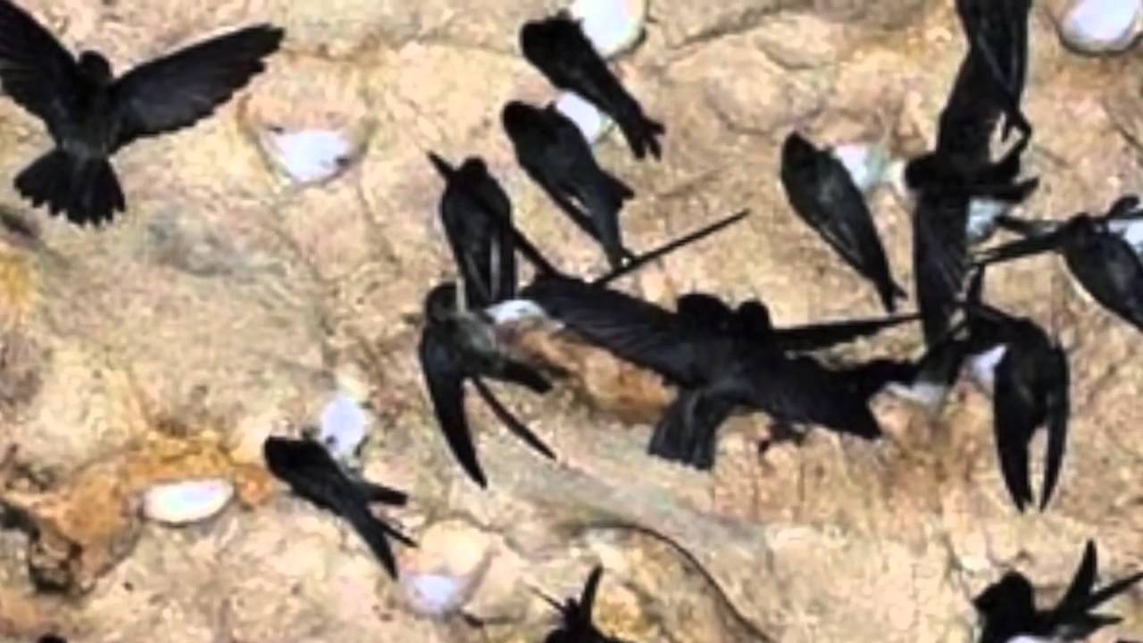 10 Amazing Facts About Birds Nests YouTube 10-amazing-facts-about-birds-nests-youtube