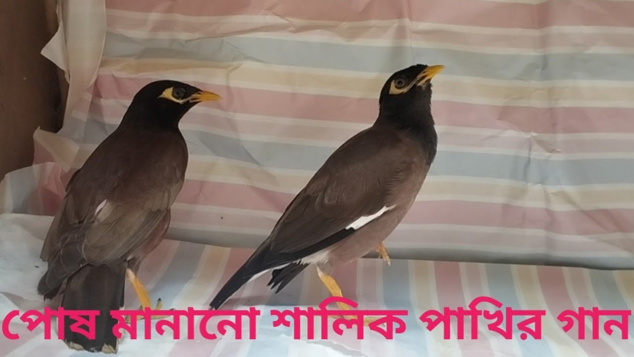 shalik birds singing and eating #YouTube video#viralvideo #nature - YouTube