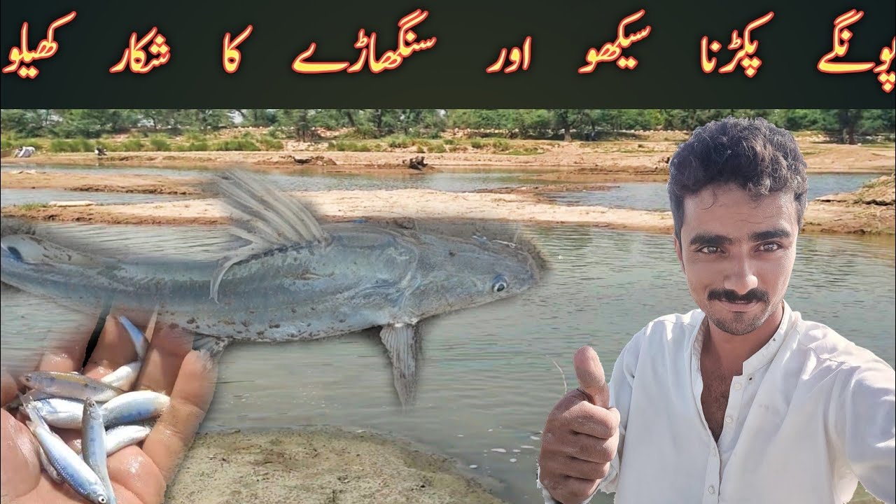 pungy pakrny ka tarika| Big Singara fish catching video | BigTengara ...