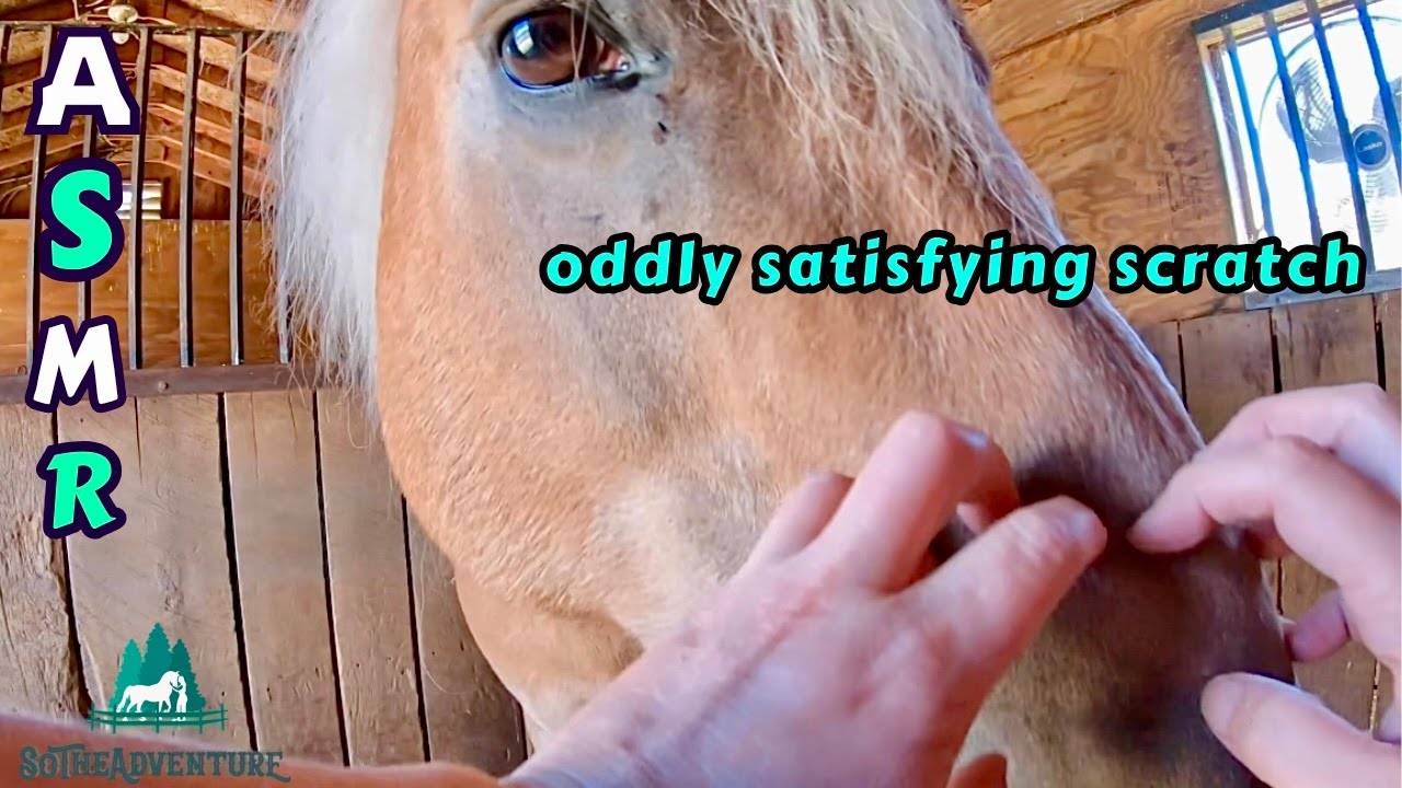 Oddly Satisfying Horse Scratching ASMR | Calm Natural Sounds - YouTube
