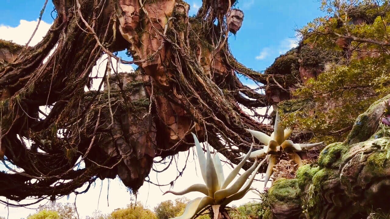 Pandora - The World of Avatar - Flight of Passage Queue Line HD - YouTube