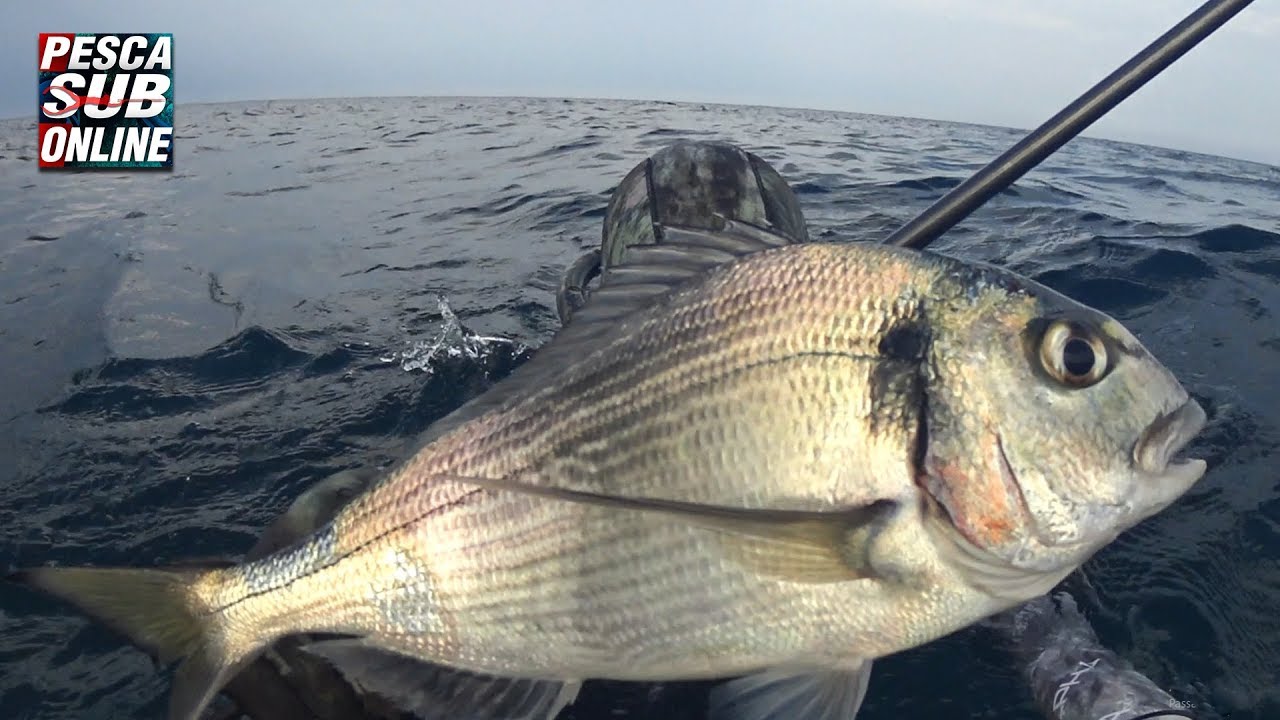 PESCA SUB : PESCA IN APNEA ORATA - Pesca subacquea Basso fondo - Pesca ...