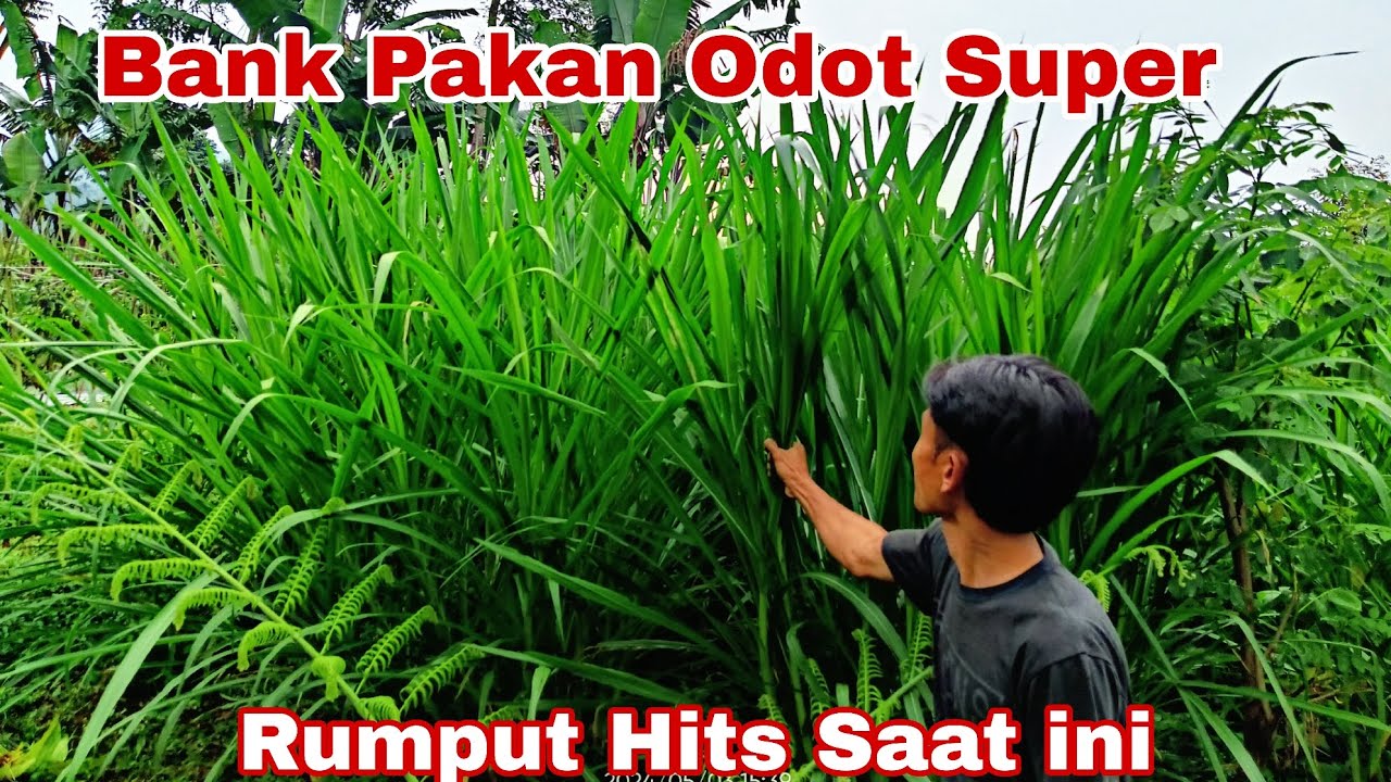 Mengenal Lebih Jauh Rumput Odot Super - YouTube