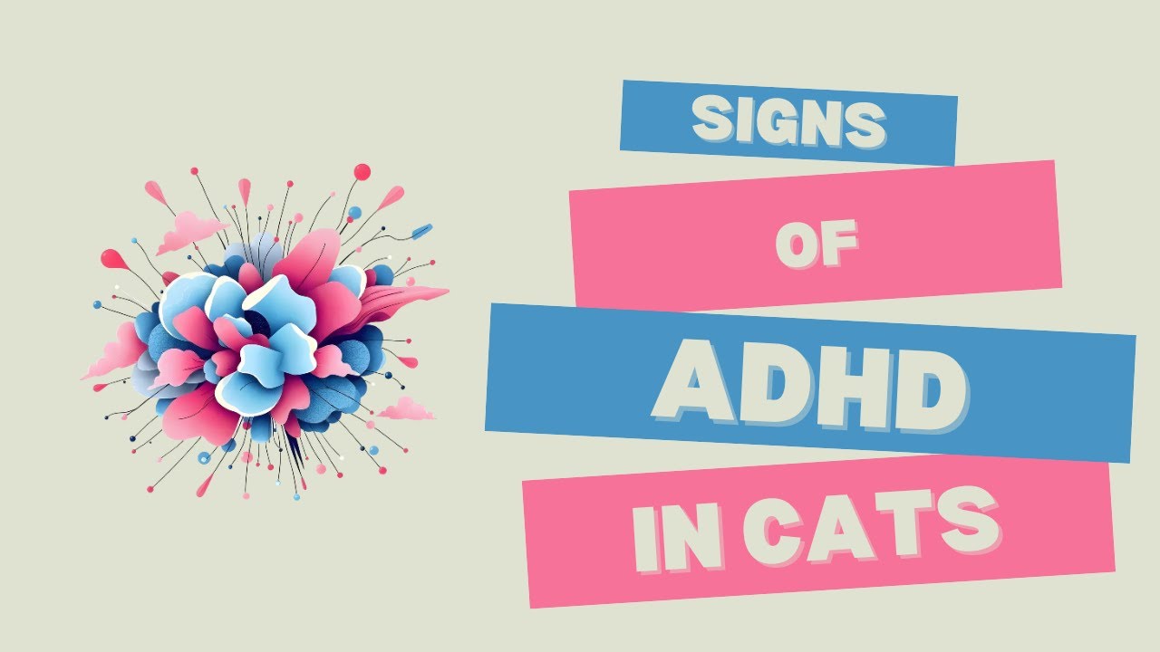 ADHD in Cats! | The ADHD Mind - YouTube