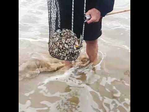 Goolwa Cockle release !!! - YouTube