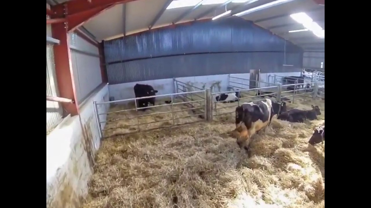 High spec calving setup - YouTube
