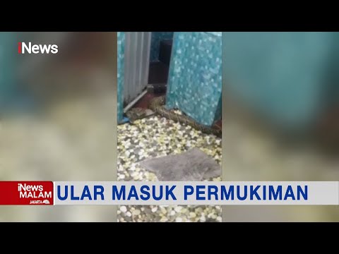 Detik-detik Evakuasi Ular Piton 4 Meter di Toilet Rumah Warga Kaltara #iNewsMalam 27/08
