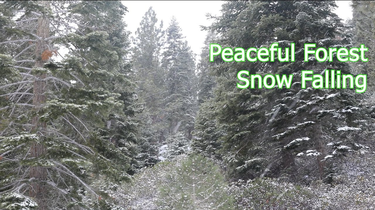 Peaceful Forest Snow Falling, Relaxing Snow Falling, Wind Blowing ...