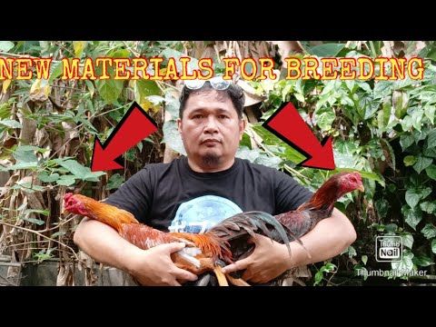 LIVE!!! NEW ROOSTER FOR BREEDING MATERIALS - YouTube