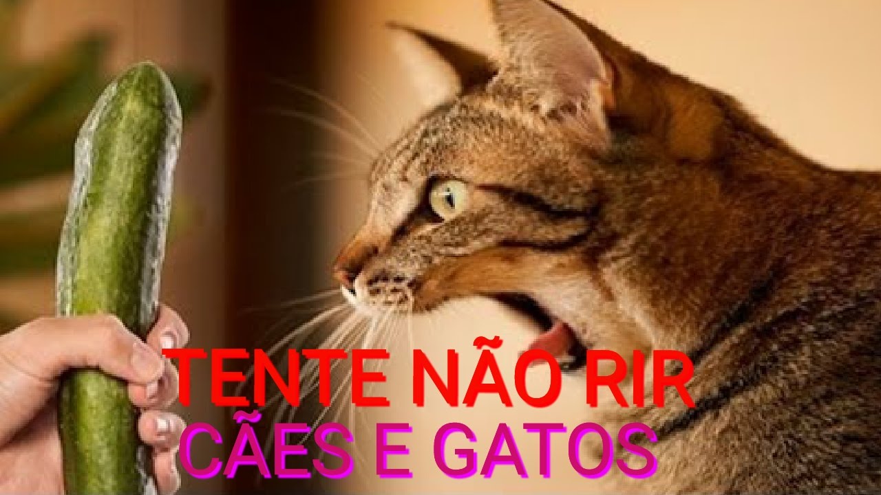 TENTE NÃO RIR! CÃES E GATOS - YouTube