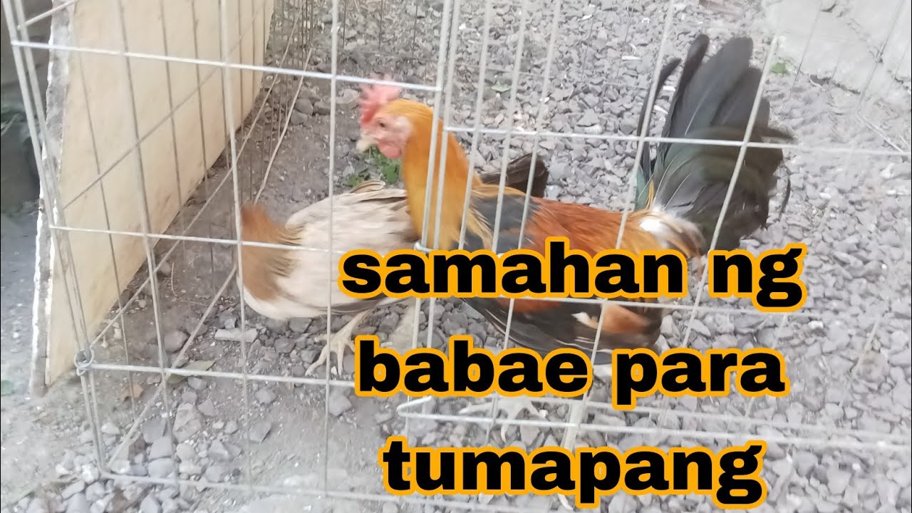 Tinali Ko N Stag Ko๐๐๐๐ Youtube