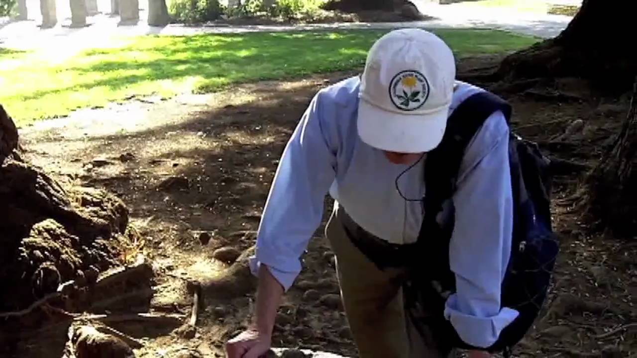 Chico State Campus Tree Tours - YouTube