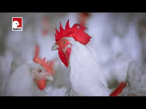 Sabirs’ Group Corporation Documentary - YouTube