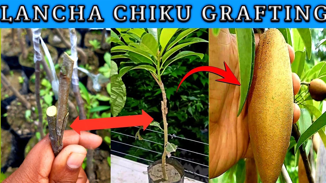 Chiku Tree grafting Techniquck- grafting fruit Trees/ গ্রাফটিং ভিডিও ...