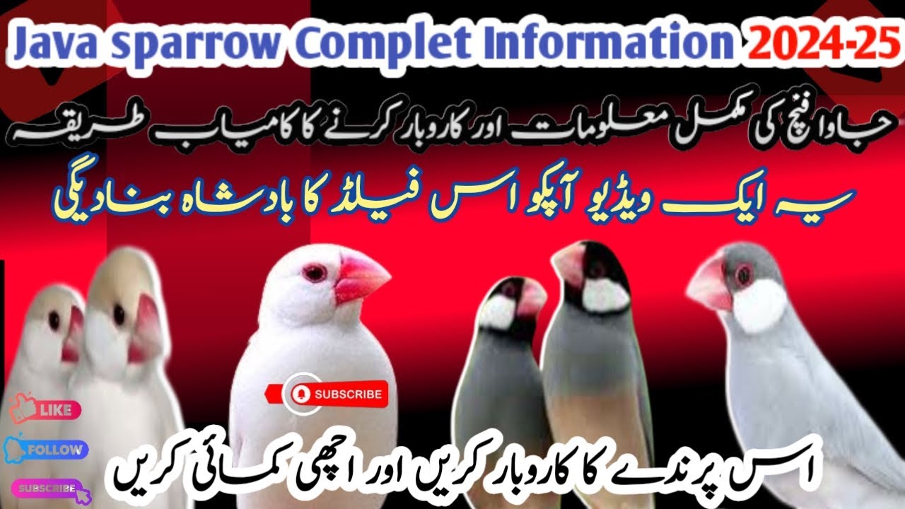 Java Sparrow Complete Information | 2024/25 Java Finch Full Information ...