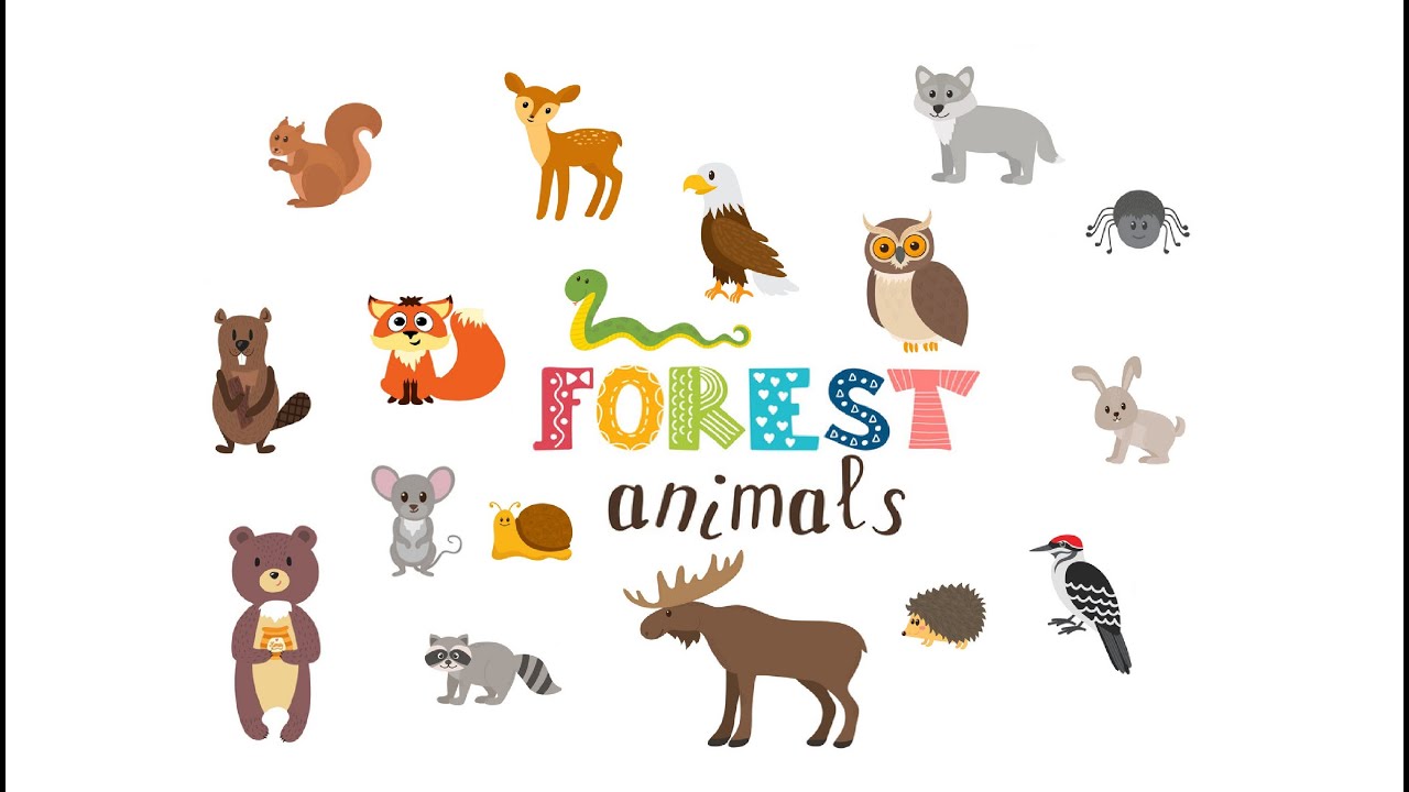 Kid s Alpabhets FOREST ANIMAL NAMES A Z ENGLISH YouTube kid-s-alpabhets-forest-animal-names-a-z-english-youtube