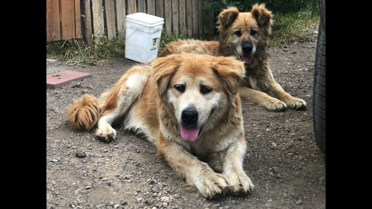 Rez dog pictures by robert hall - YouTube