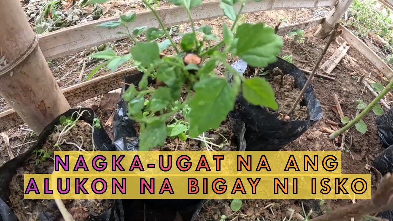 Ep 203: Napaugat ko ang Alukon || Propagating Birch Tree Using Aloe ...