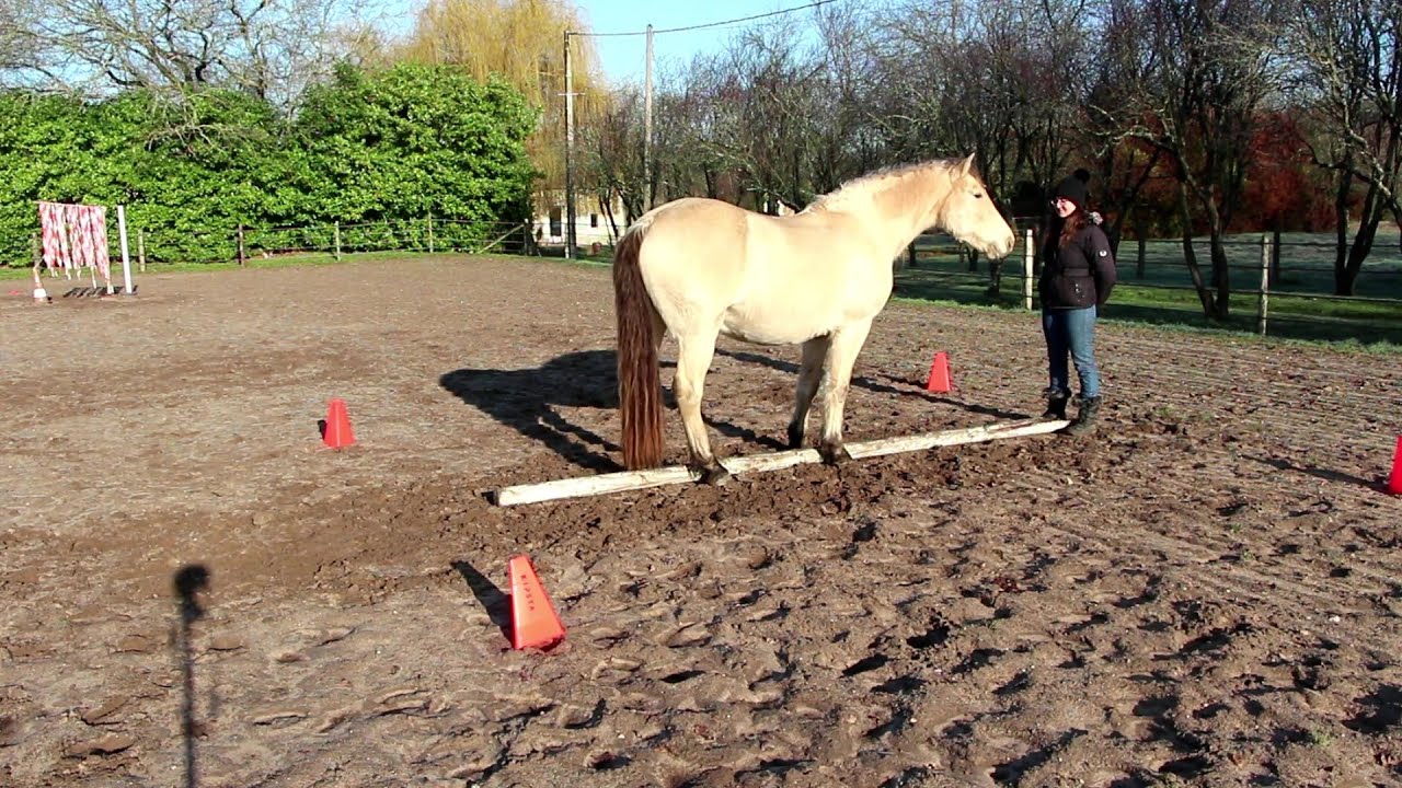 Bénédicte et Fendyl - Equifeel Caval Go - Manche 1 - Club 1 - YouTube