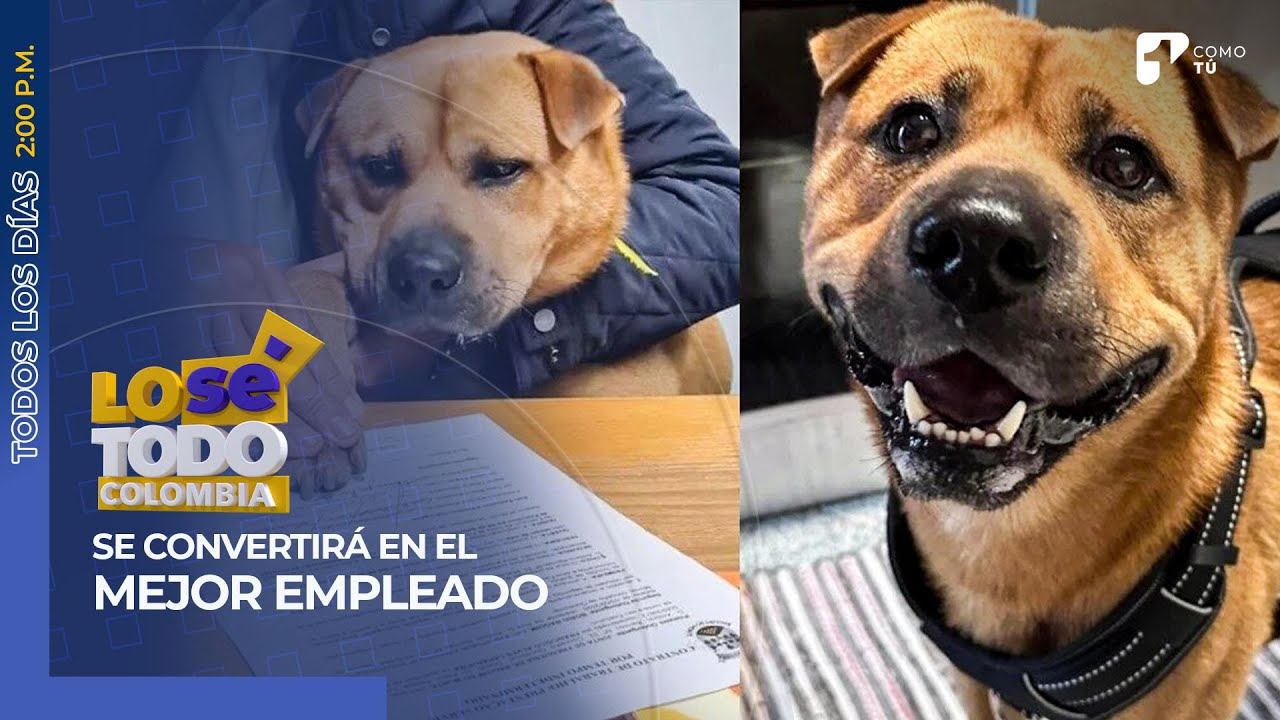 Empresa contrató a perro para dar “amor y cariño” a empleados: firmó ...