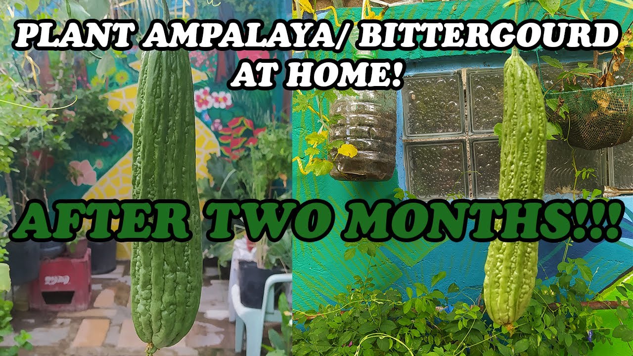 How to plant Ampalaya or Bittergourd at home (Harvest after two months ...