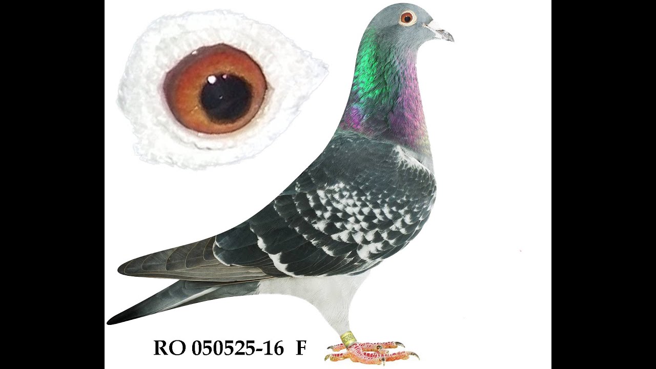 Jan Aarden race Pigeon - marathon long distance RO 050525-16 竞赛赛鸽 飞行赛鸽 ...