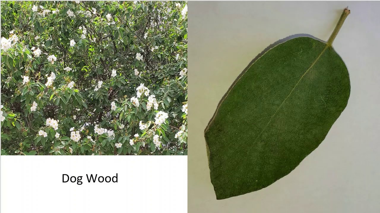 SAPL STEAM: Leaf Field Guide - YouTube