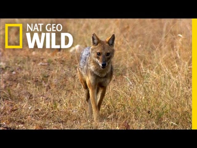 Golden Jackal And Tiger