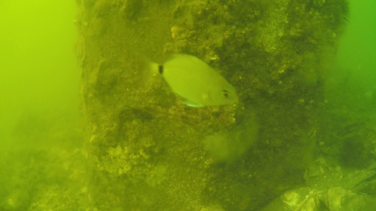 Morehead Bridge high hat, pinfish, and seabass - YouTube