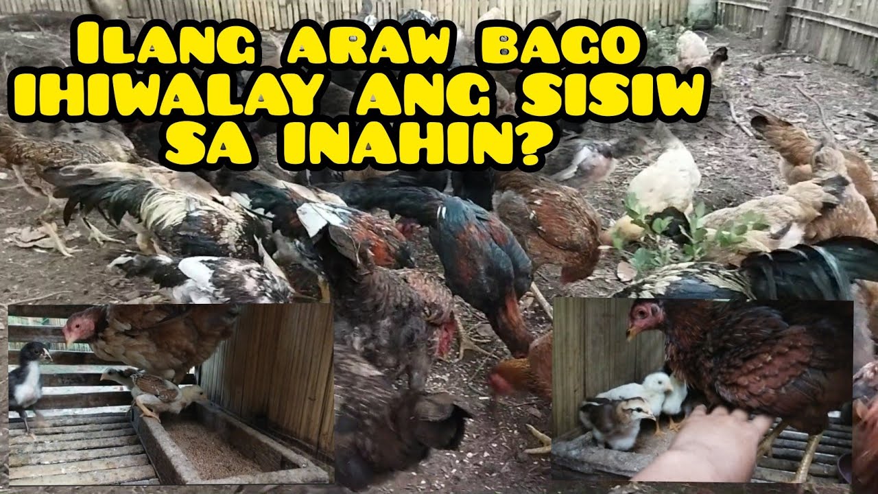 ILANG ARAW BAGO IHIWALAY ANG SISIW SA INAHIN | NATIVE CHICKEN - YouTube