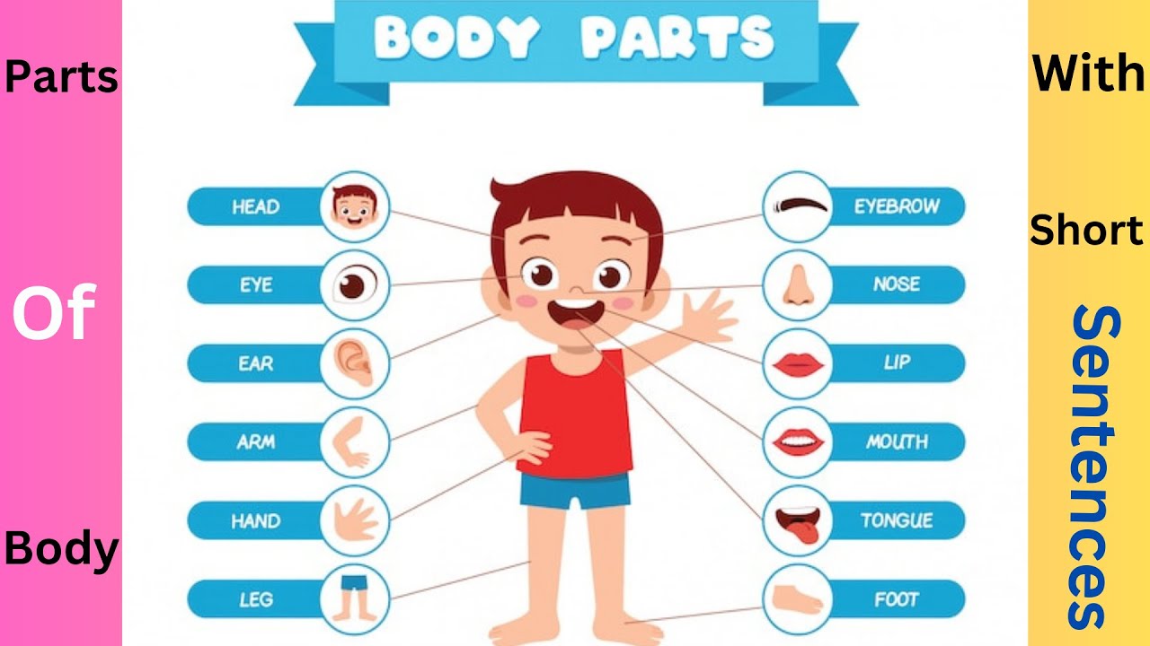 Body Parts - Head, Eyes, Nose, Ear, Arm, Leg, Lips, Hand, Foot, Finger ...