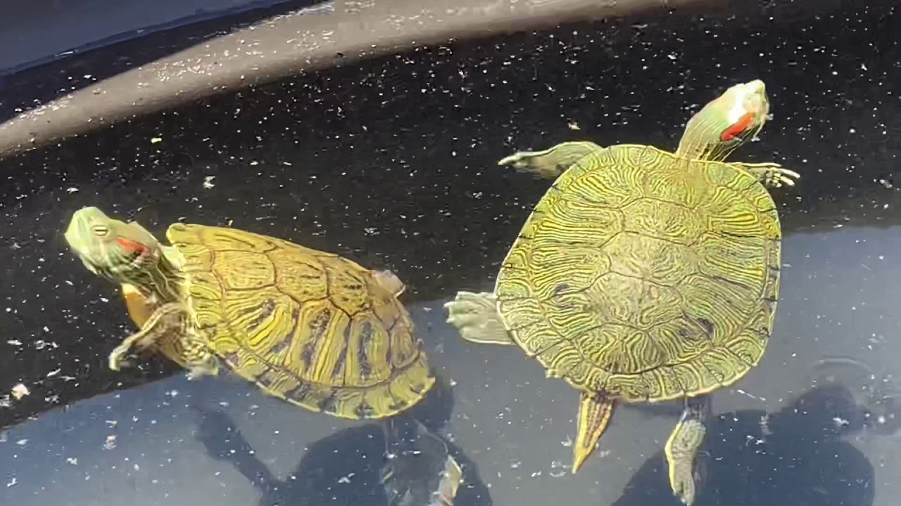 Feeding the turtles grasshopper - YouTube