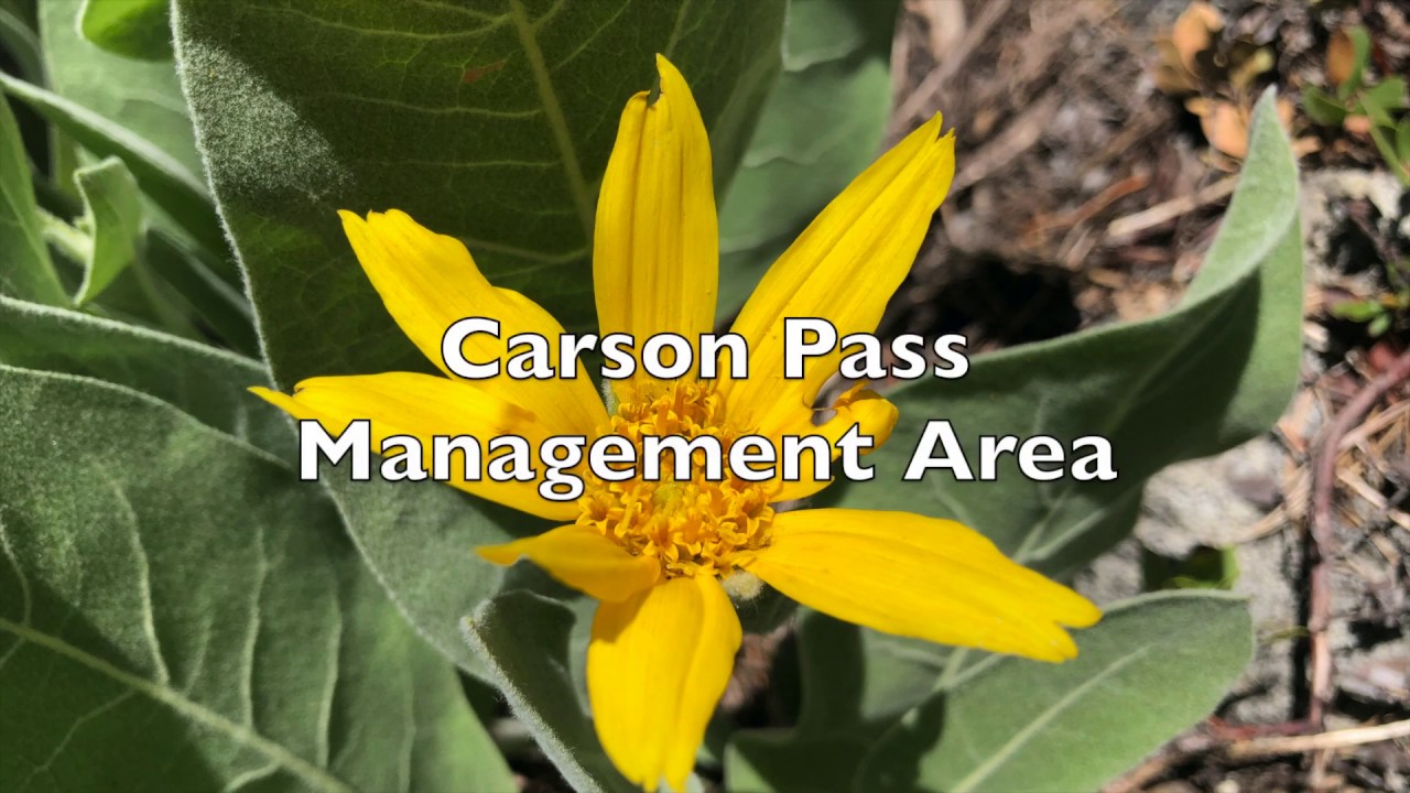 Carson Pass Management Area - YouTube