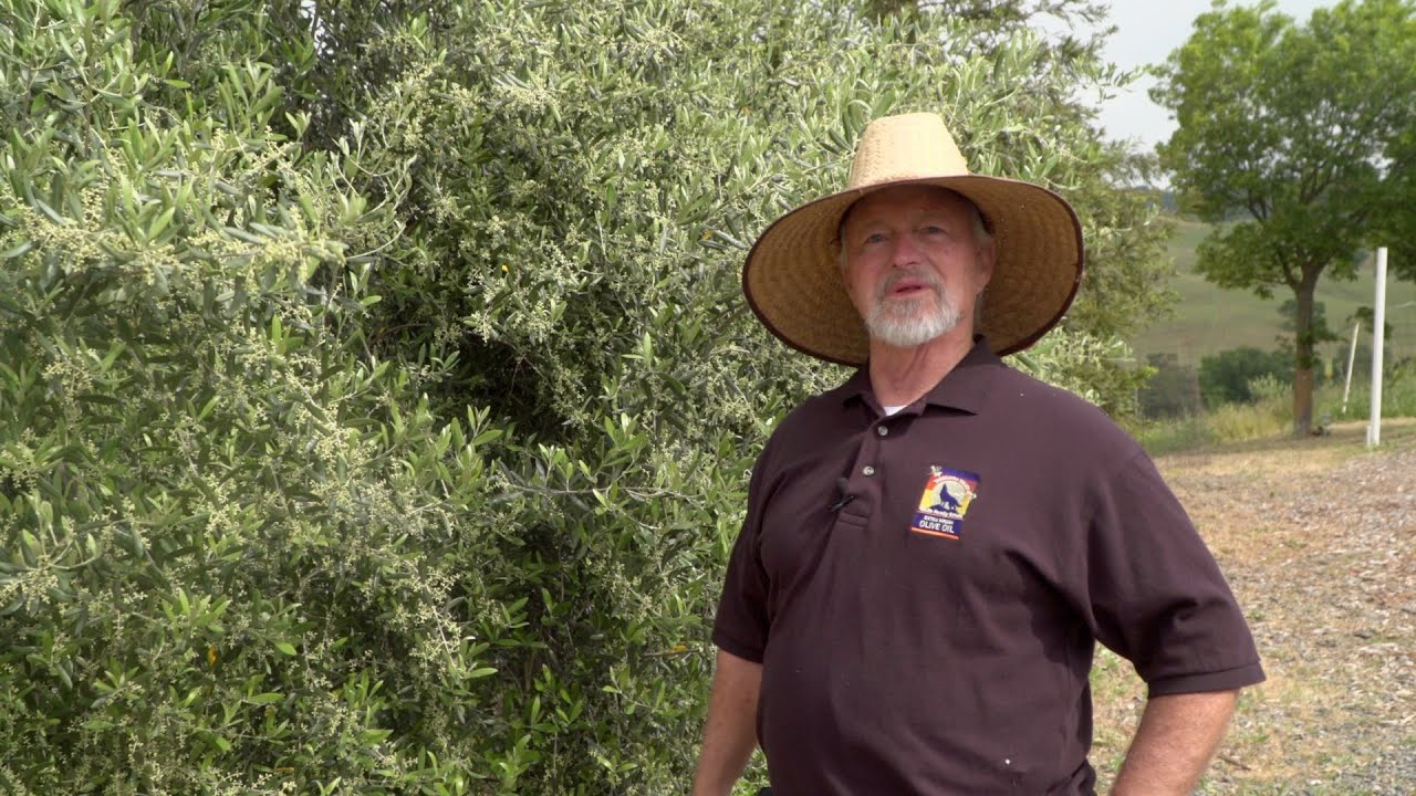 Gary Wolfe Olive Trees - YouTube