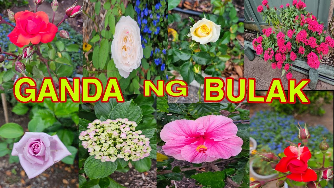 ANG GANDA NG MGA BULAKLAK | FRONTYARD GARDEN UPDATE |The Scammell's ...