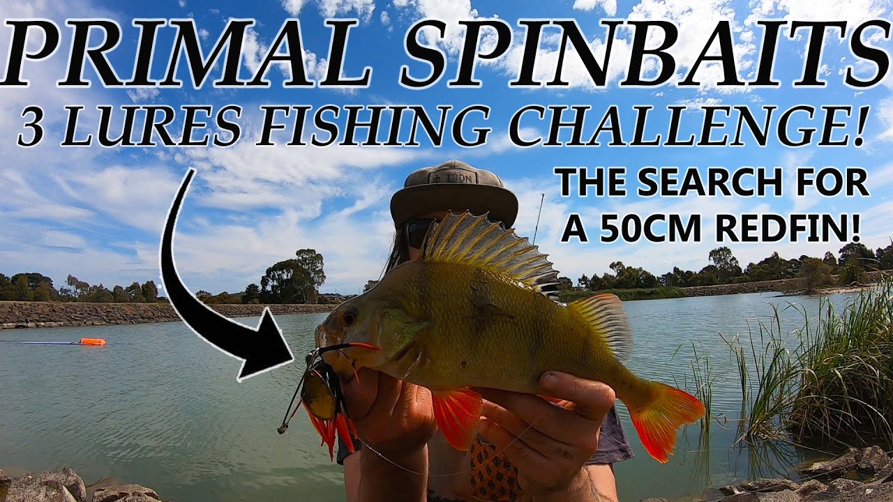 GIANT Redfin Perch On Cod & Yellowbelly Lures |THE SEARCH FOR A 50CM ...