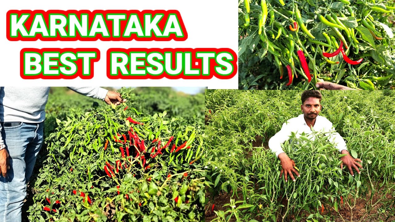 #mirchi Karnataka best results chilly crops treatment naresh krushi ...