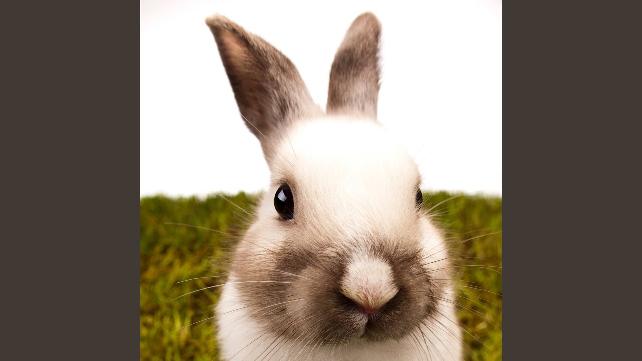 Funny Little Bunny - YouTube