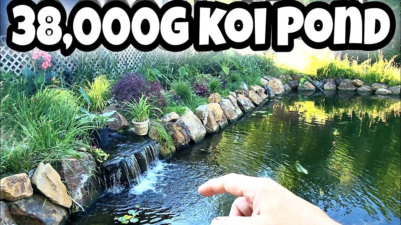 35,000g koi pond spotlight at ohio fish rescue and a Koi Rescue too ...