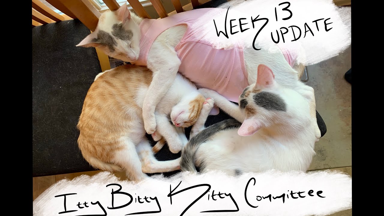 Itty Bitty Kitty Committee - WEEK 13 UPDATE - YouTube