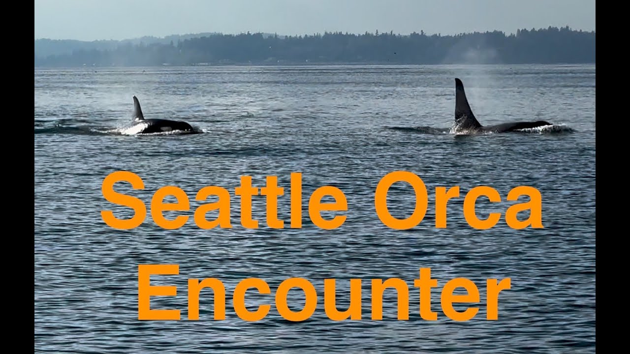 2022 Seattle Orca Encounter - YouTube