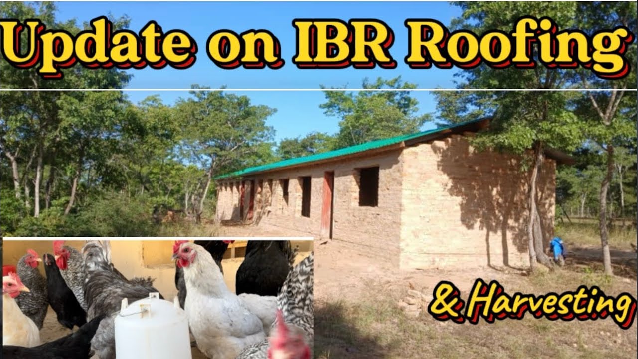 Episode 18: Update On IBR Roofing,Harvesting & Orchard: Building Our ...