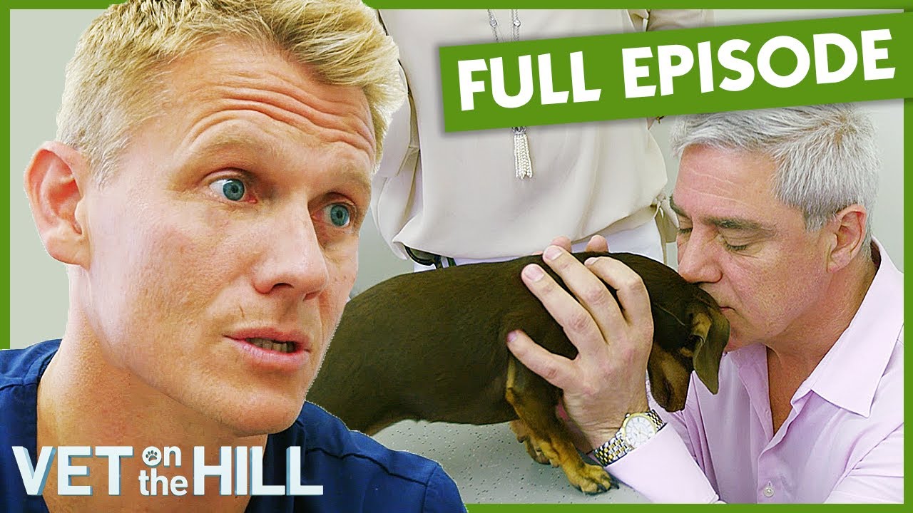 Dr Scott Treats Celebrity Dog With Shocking Enlarged Liver 😱 S3 Ep1 ...