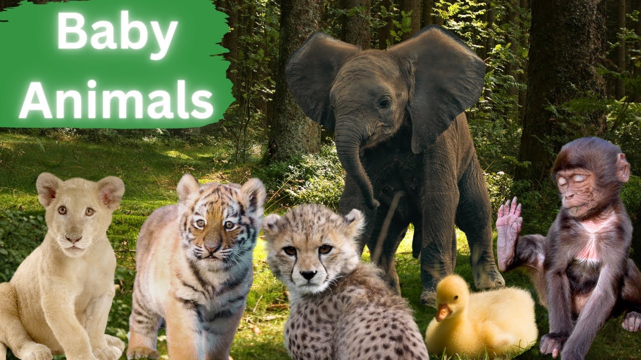 Stunning Scenes of Baby Animals | Animals with Their Babies 4K - YouTube
