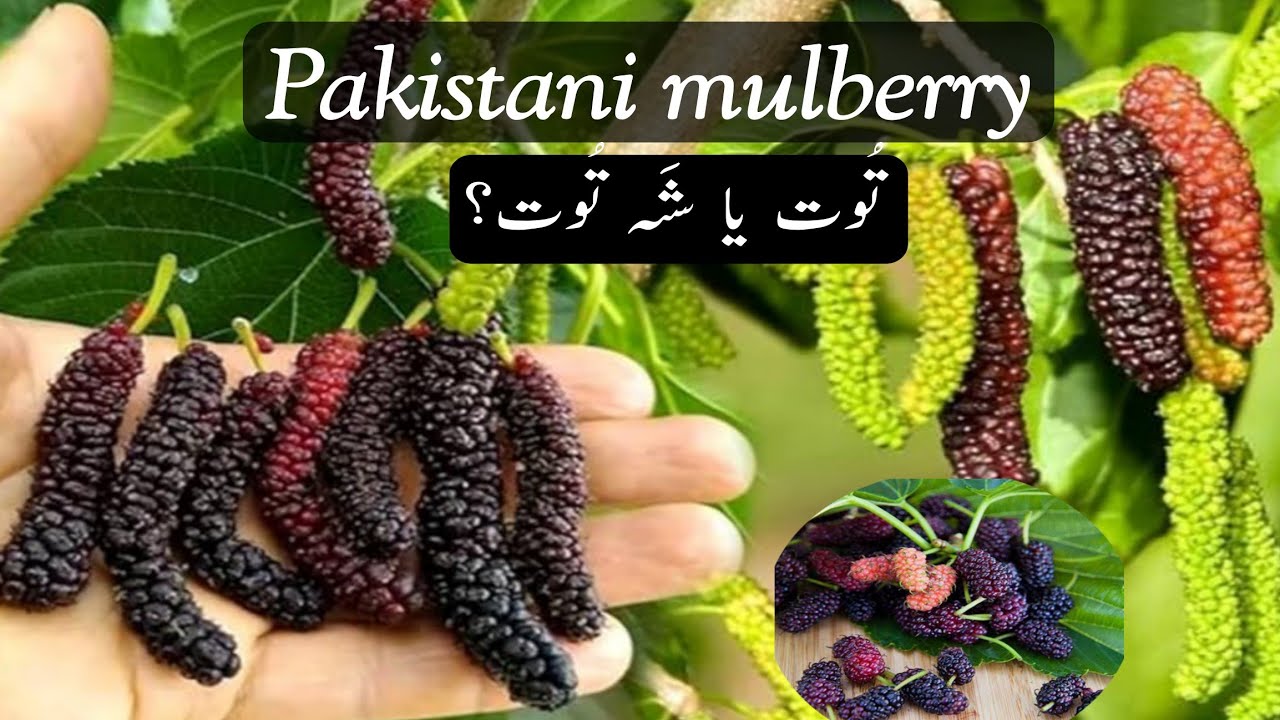 Pakistani mulberry | must have fruit tree | توت اور شہتوت کا فرق - YouTube